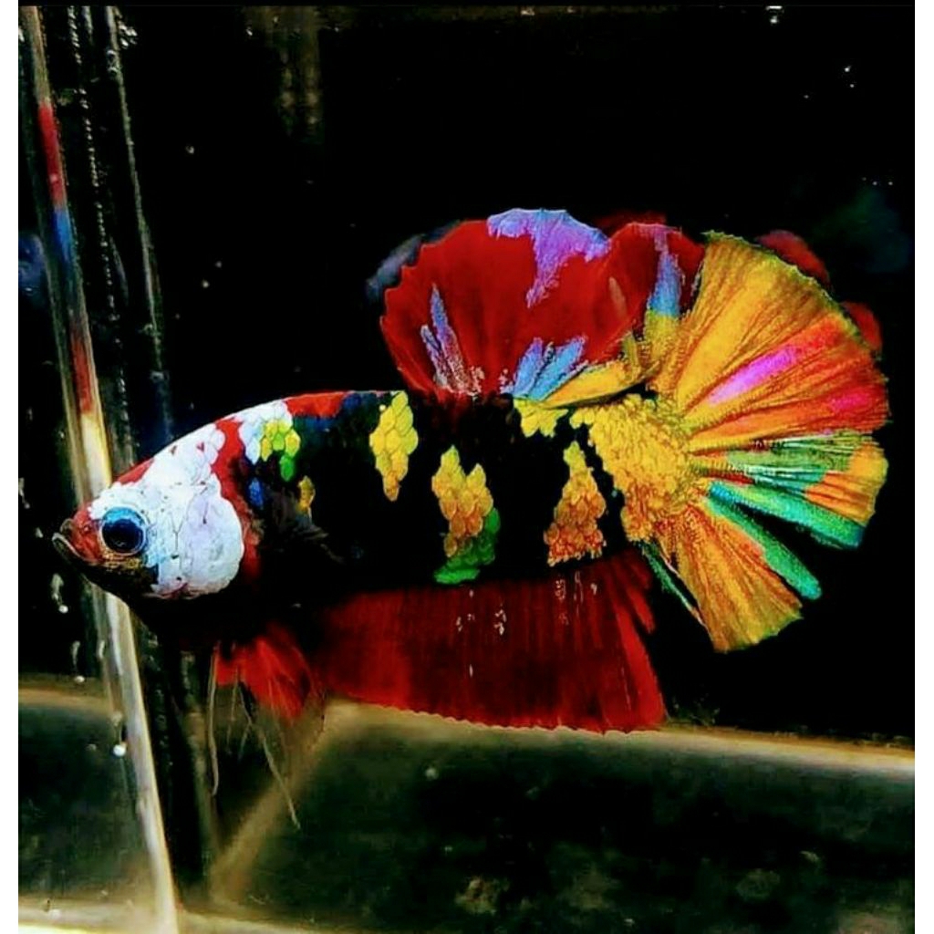 Jual cupang hias plakat multi color grade A hiasan aquarium | Shopee ...