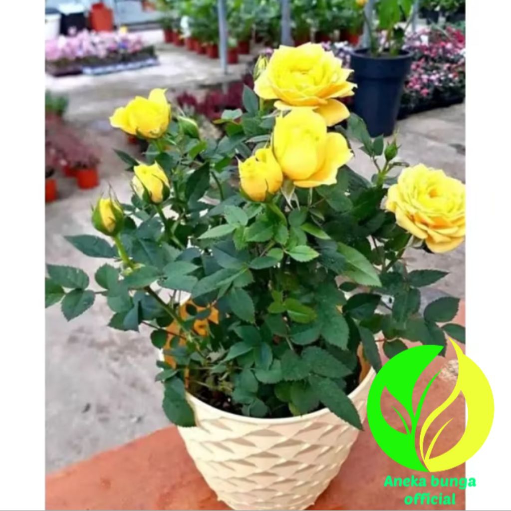 Jual POHON BUNGA MAWAR KUNING SUDAH BERBUNGA DAN RIMBUN / TANAMAN BUNGA ...