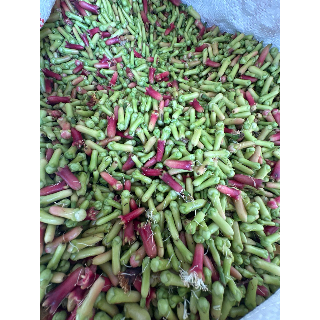 Jual bunga cengkeh segar 1kg | Shopee Indonesia