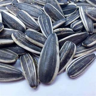 Jual Kuaci Biji Bunga Matahari 500GRAM - Sunflower Seed ORIGINAL ...
