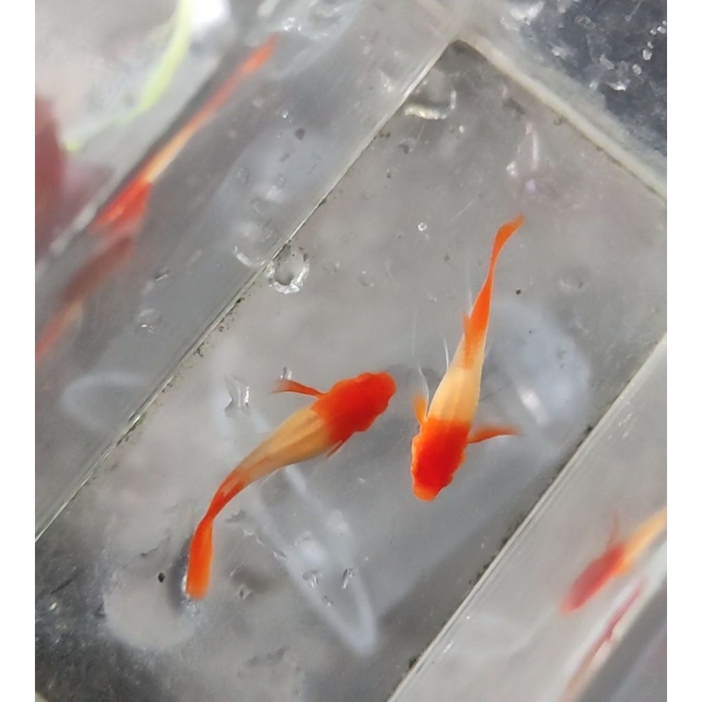 Jual hiasan albino koi red ear ribon | Shopee Indonesia
