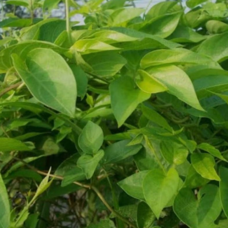 Jual daun sembukan /daun kentut,buat botokan/ herbal 1 kg | Shopee ...