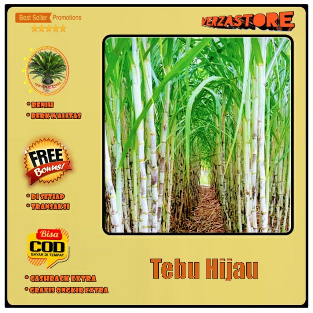 Jual Biji Benih Bibit Tebu Hijau Unggul Berkualitas / 10 Biji | Shopee ...