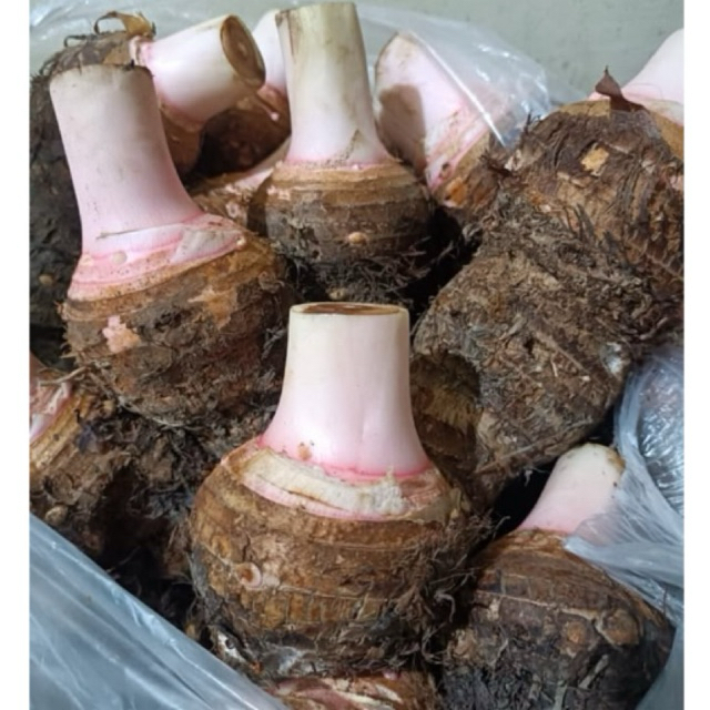 Jual UBI TALAS BOGOR 1KG/TALAS BENTUL/ TALAS KETAN BOGOR PULEN/TALAS ...