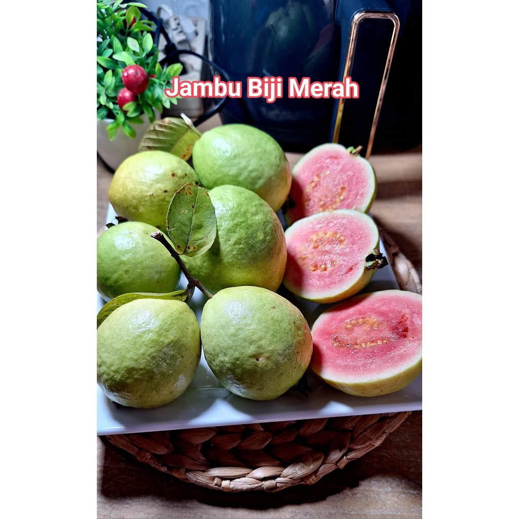 Jual Jambu Merah / Jambu Biji (merah) 500 gr | Shopee Indonesia