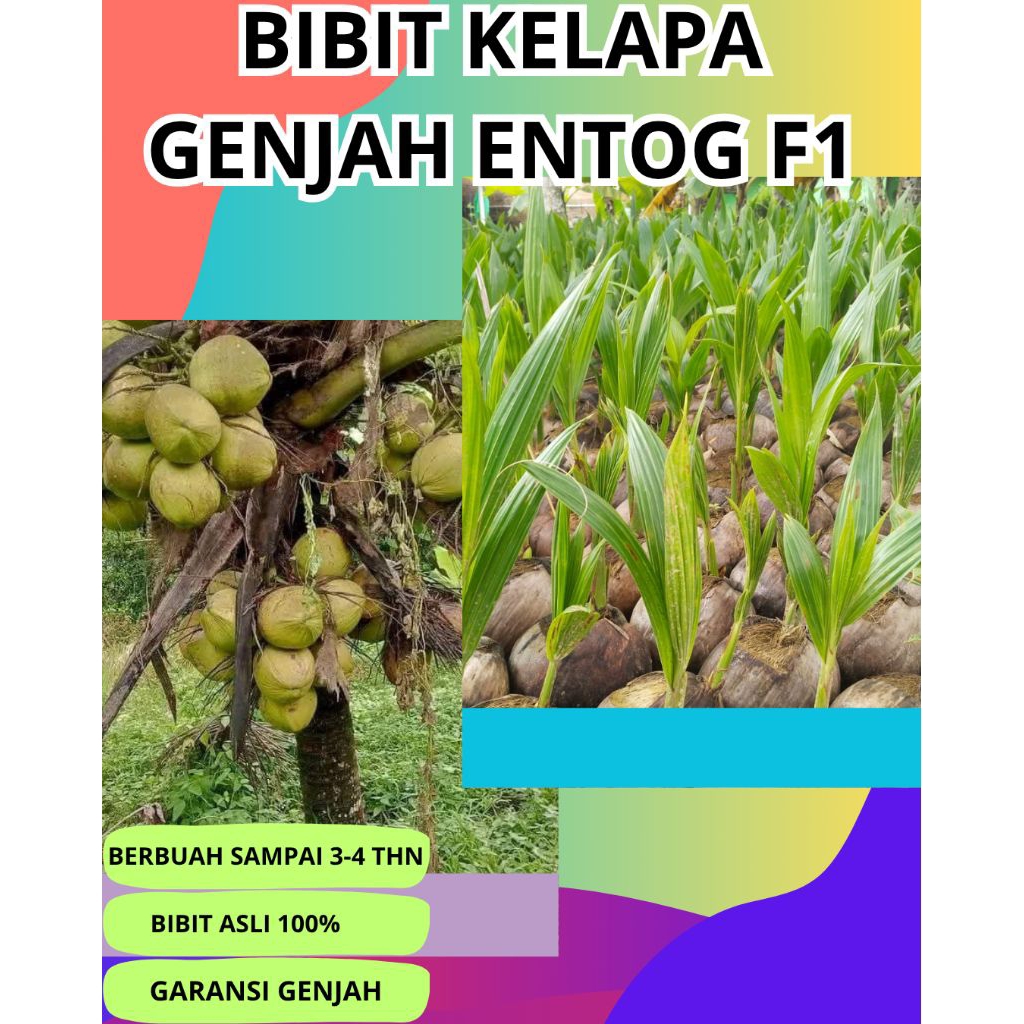 Jual POHON PENDEK !! Bibit Buah Kelapa Genjah Manis F1, Bibit Buah ...