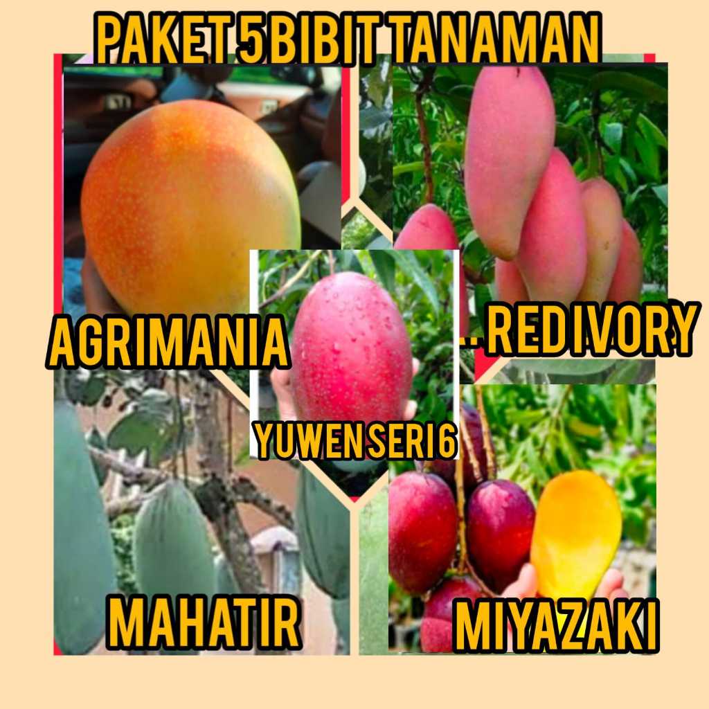 Jual Paket 5 Bibit Mangga 1 Meter ( Agrimania, Red Ivory, Mahatir ...