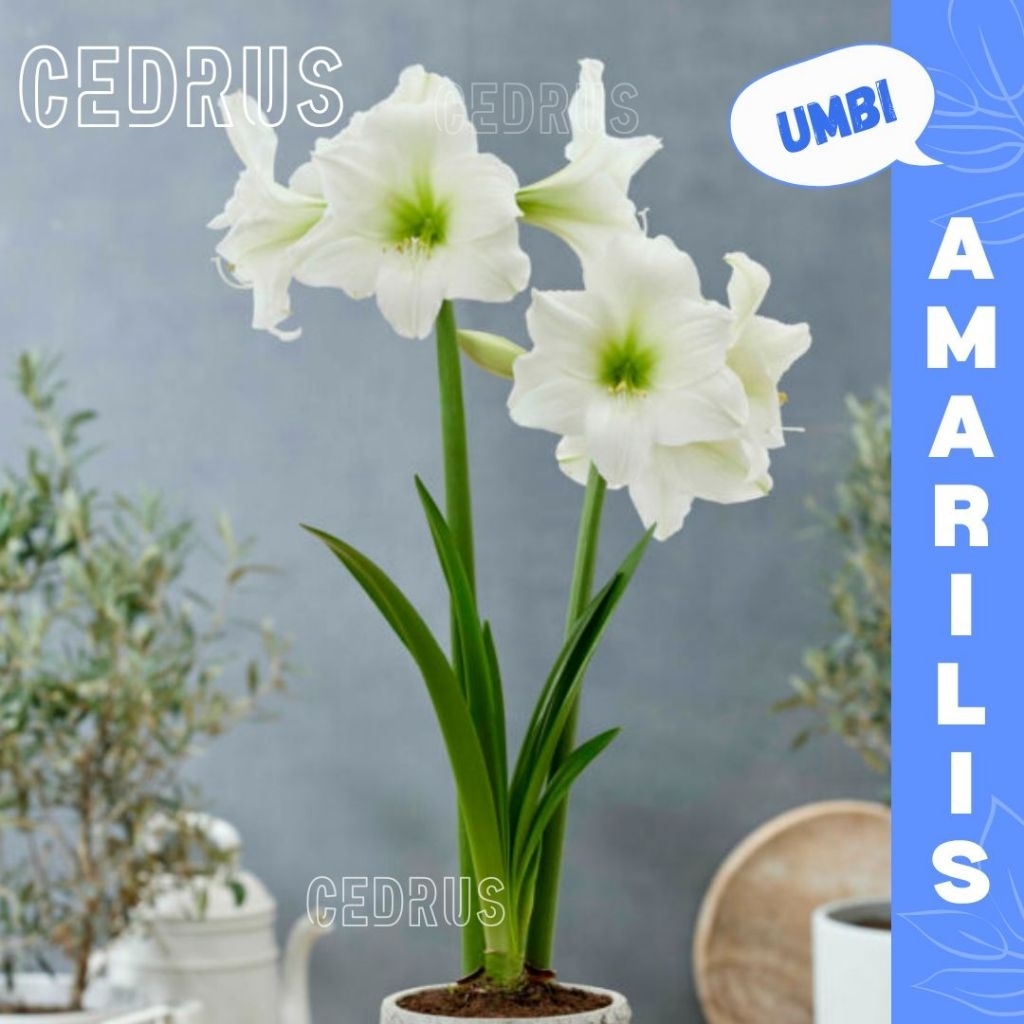 Jual Umbi AMARYLLIS WHITE Grade A Bakung Amarilis - Bibit Tanaman Bunga | Shopee Indonesia