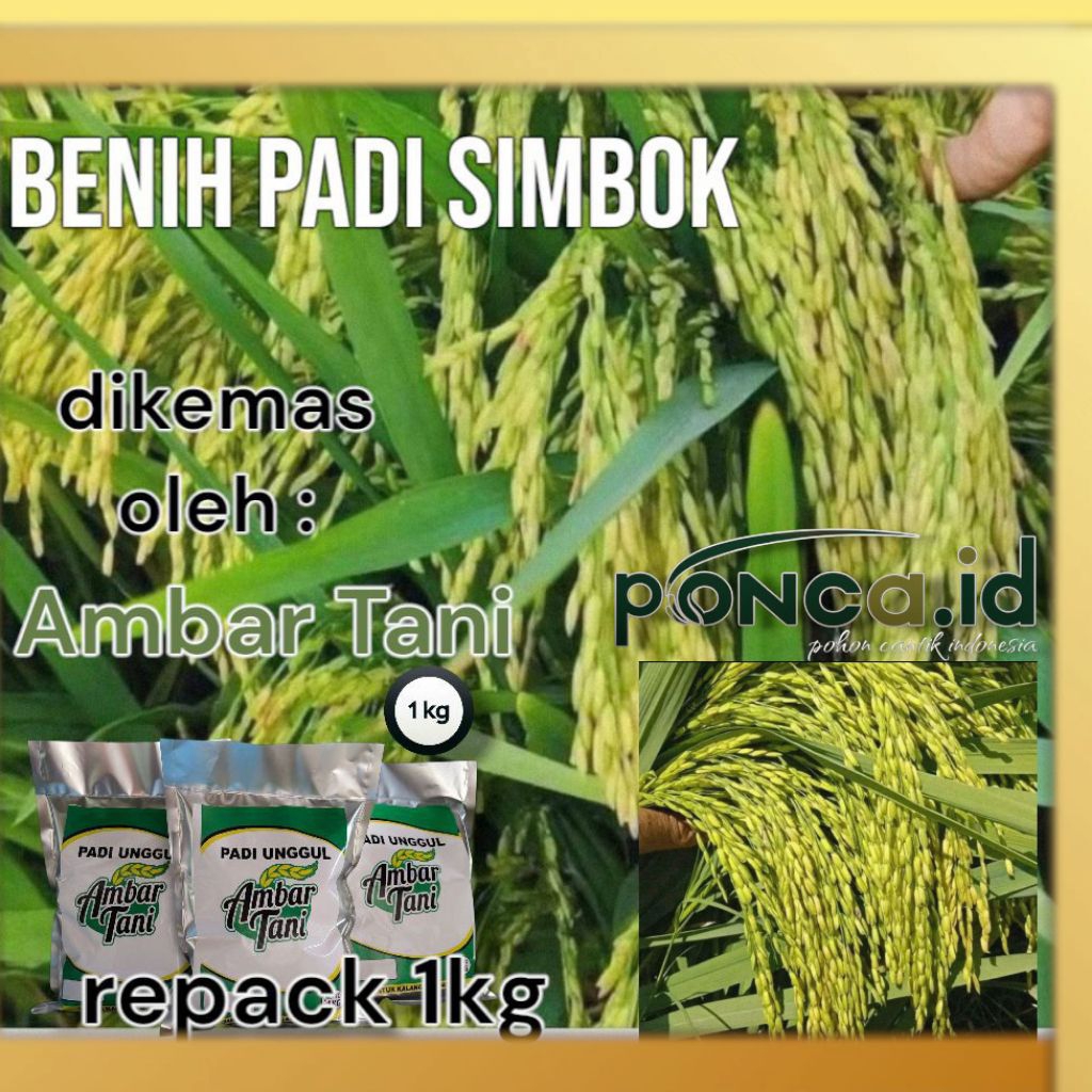 Jual BIBIT PADI SI MBOK kemasan 1kg | Shopee Indonesia