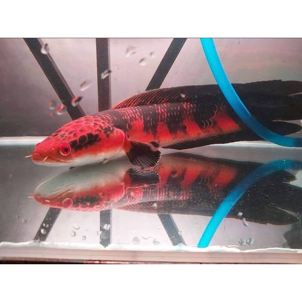 Jual channa red barito isi 2 bahan merah | Shopee Indonesia