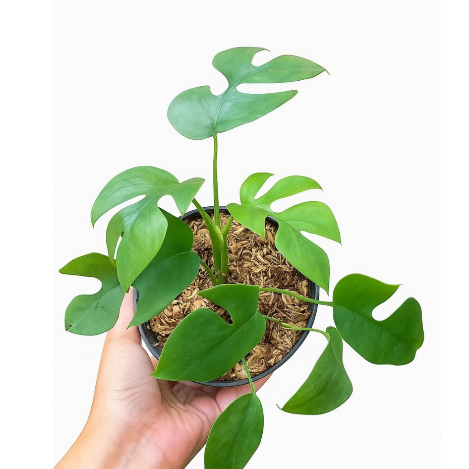 Jual Tanaman Hias Monstera Hijau Mini | Monstera Mini Indoor Plant ...