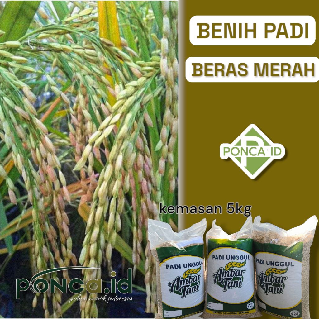 Jual BENIH PADI BERAS MERAH BIBIT PADI ORIGINAL kemasan 5kg | Shopee ...