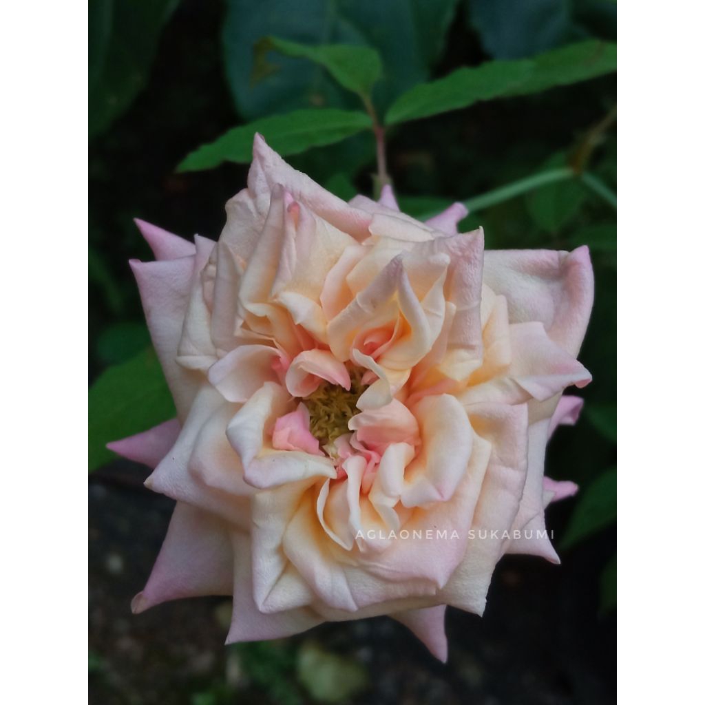 Jual mawar ownroot Madame Franziska Kruger *old rose ( soft pink ...