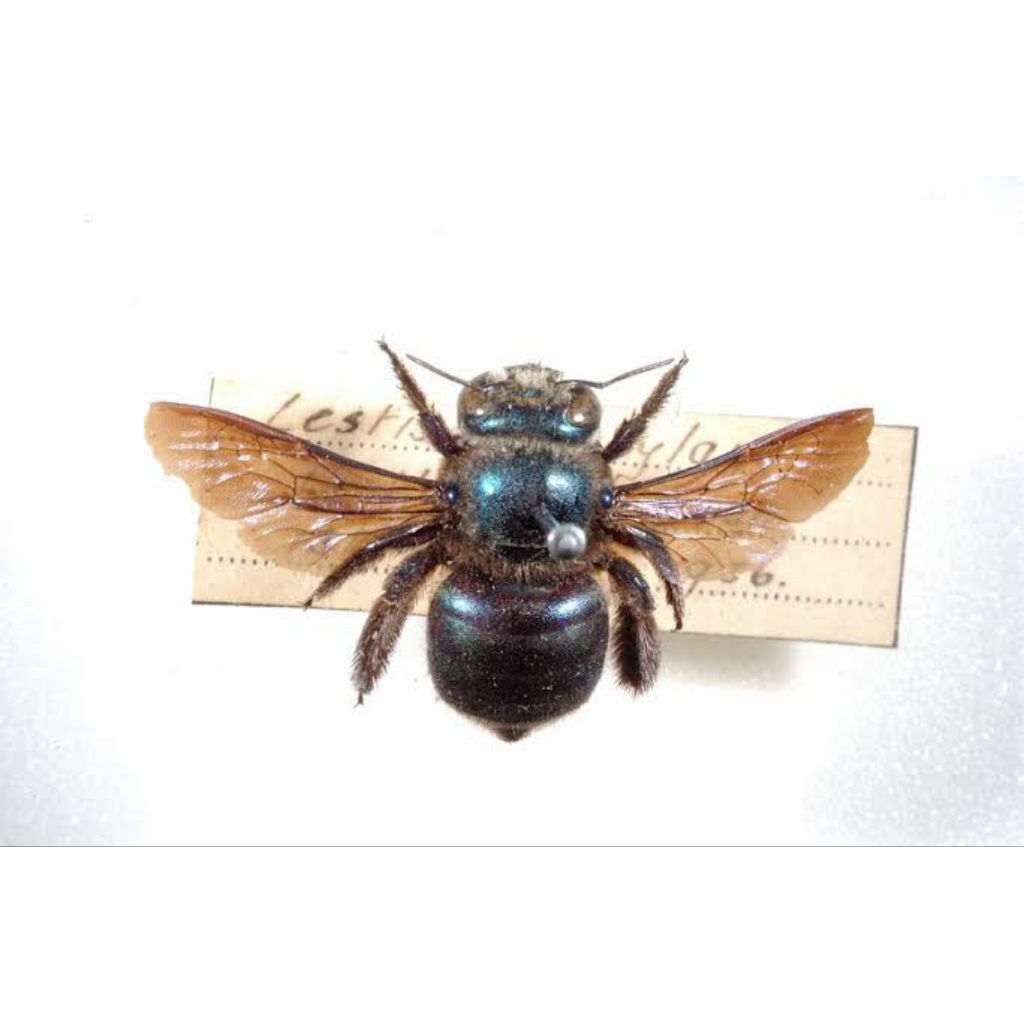 Jual Awetan serangga asli lebah kayu | Shopee Indonesia