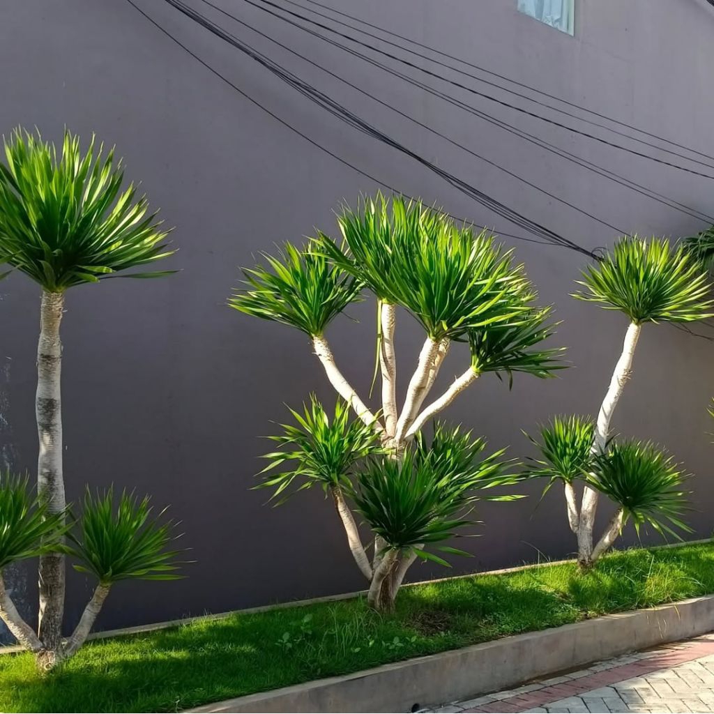 Jual tanaman hias pandan bali sudah berbongol | Shopee Indonesia