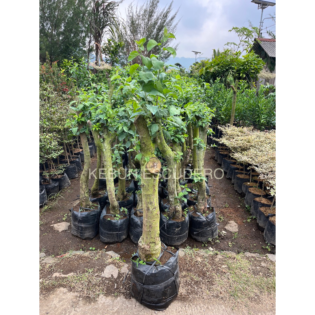 Jual Tanaman Buah Apel Manalagi Batang Besar Cepat Berbuah - Dongkel ...