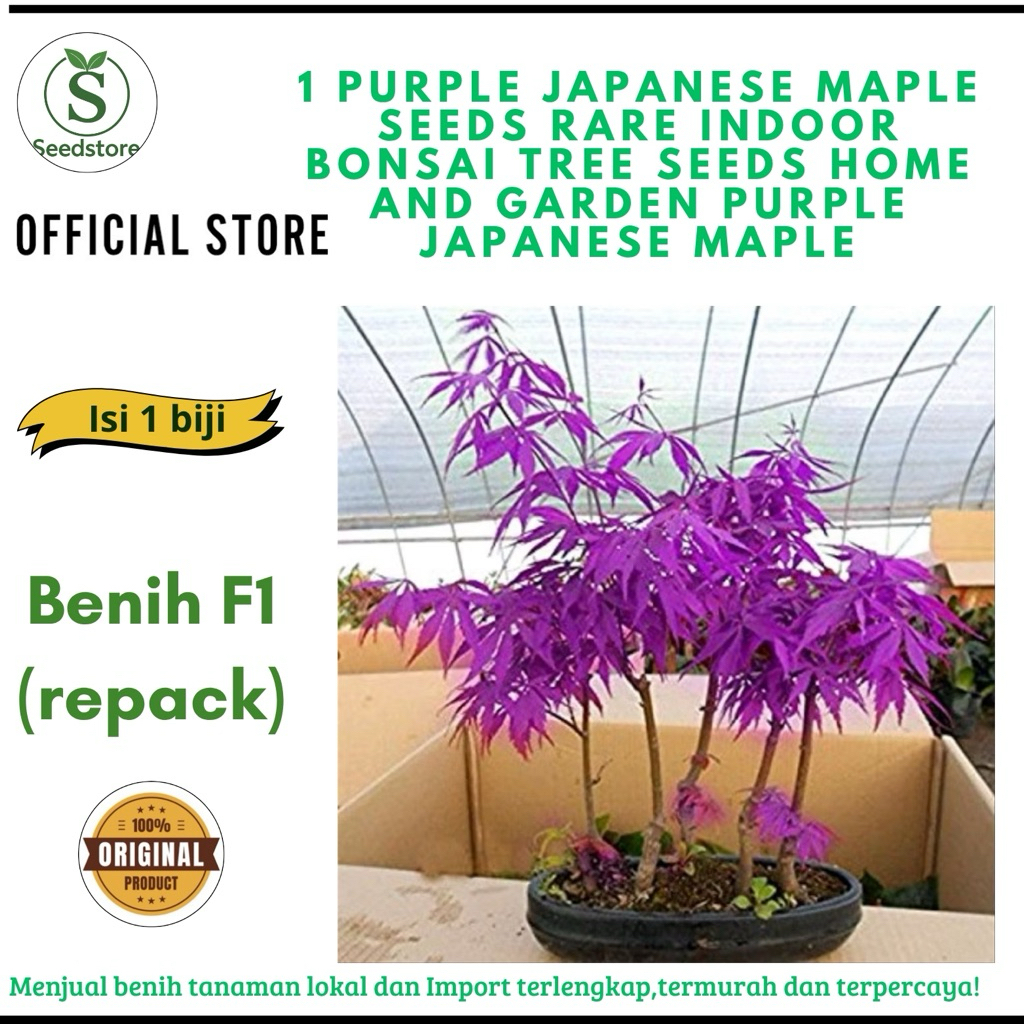 Jual 1 purple Japanese maple seeds rare indoor bonsai tree seeds Home ...