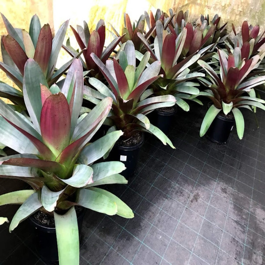 Jual tanaman hias bromelia giant - bromelia besar - bromelia giant ...