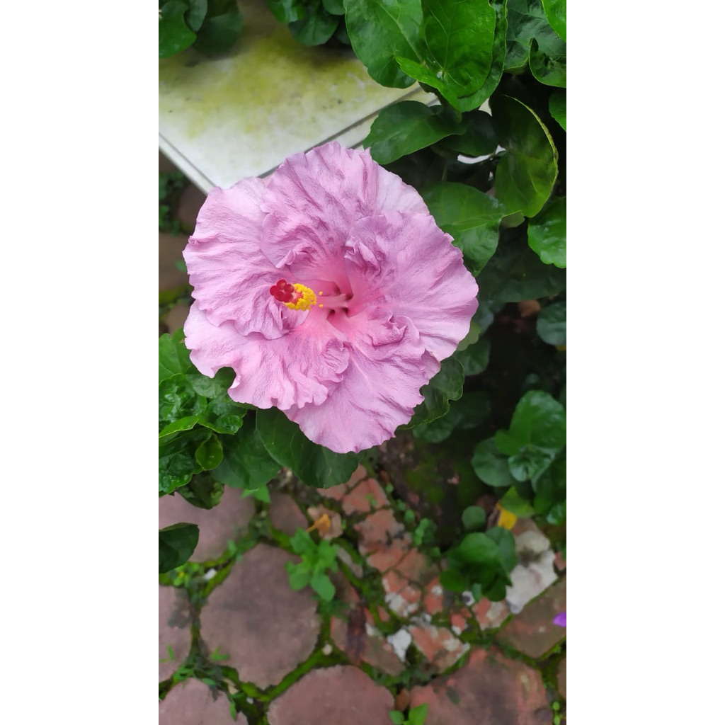 Jual Bunga sepatu Ungu Violet | Shopee Indonesia