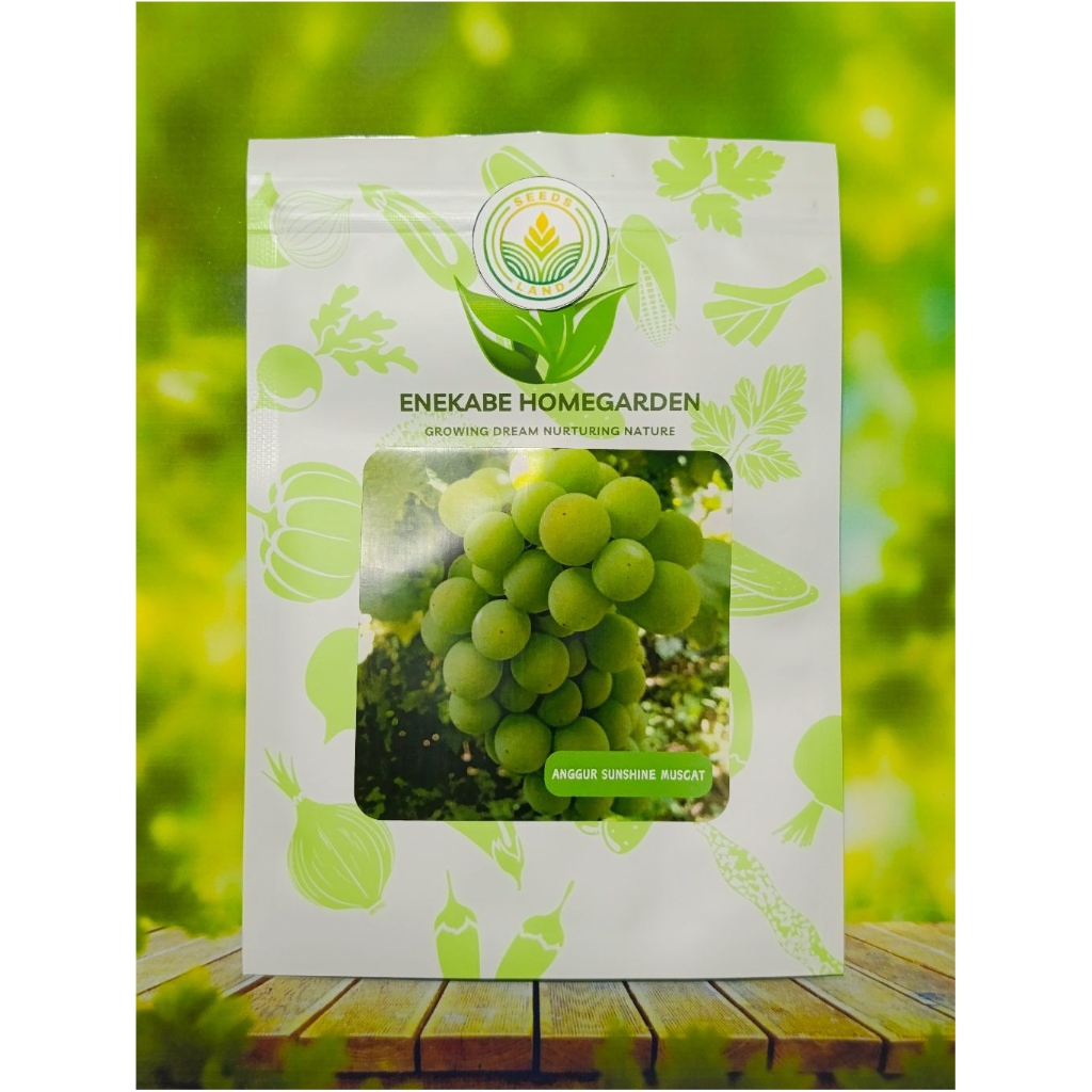 Jual BIJI BENIH BUAH ANGGUR HIJAU BULAT SUNSHINE MUSCAT IMPOR KEMASAN ...