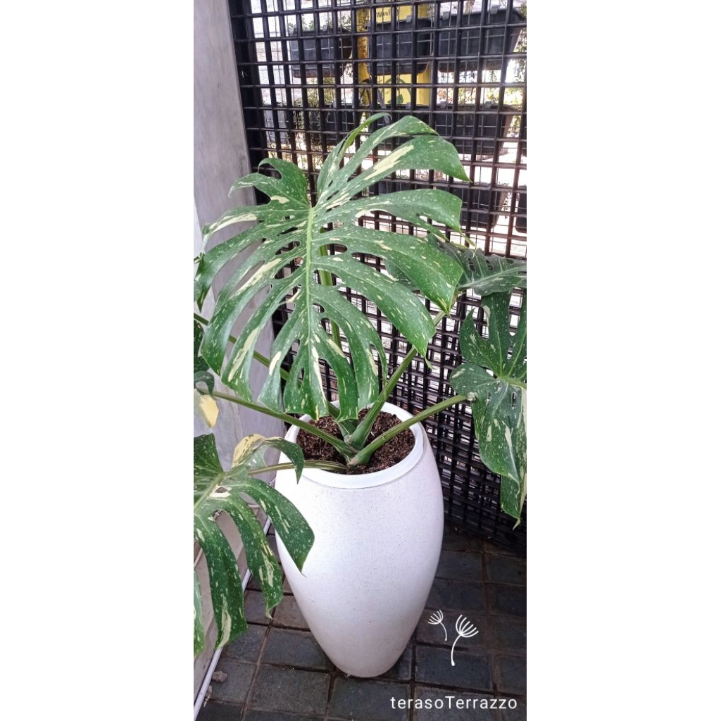 Jual Model Guci Pot Teraso/Terrazzo | Shopee Indonesia