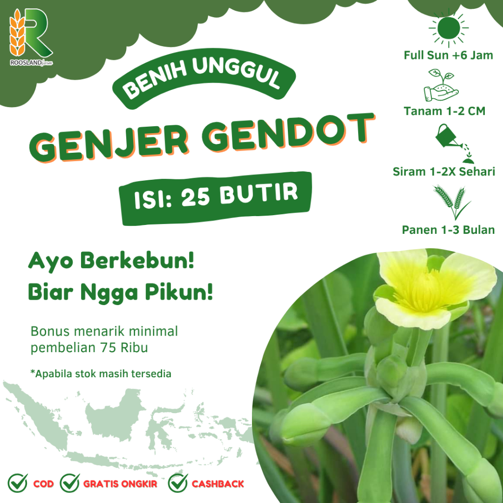 Jual (25 BUTIR) BIJI BENIH GENJER GENDOT SAYUR KUALITAS UNGGUL TERMURAH ...