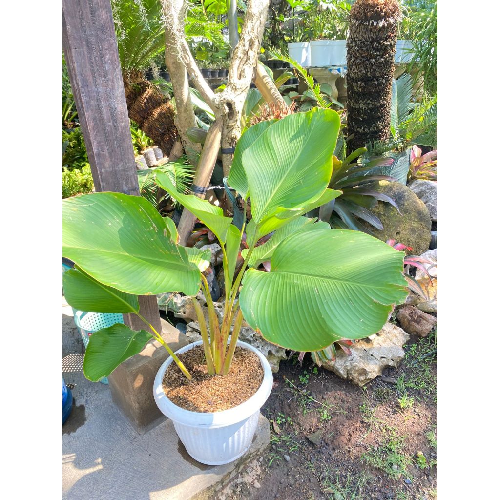 Jual Tanaman pisang katak uk -+ 1M (tanpa pot) | Shopee Indonesia