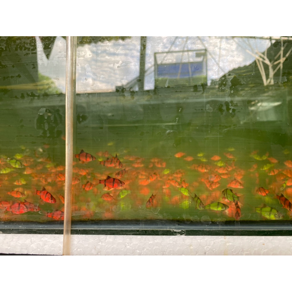 Jual PAKETAN SUMATERA TIGER MERAH DAN HIJAU HIASAN AQUARIUM AQUASCAPE ...
