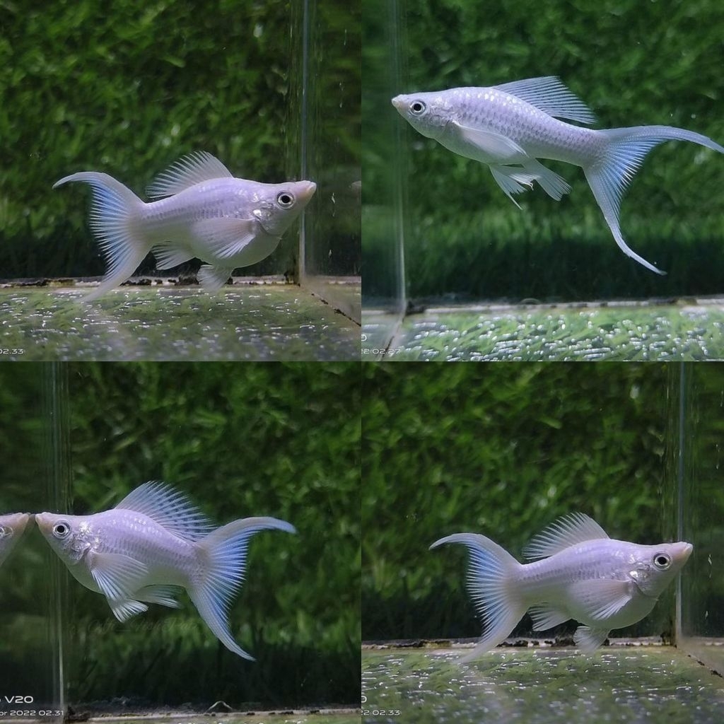 Jual [Chan Aquatic] Ikan Hias Molly Platinum Cawang Molly Veiltail ...