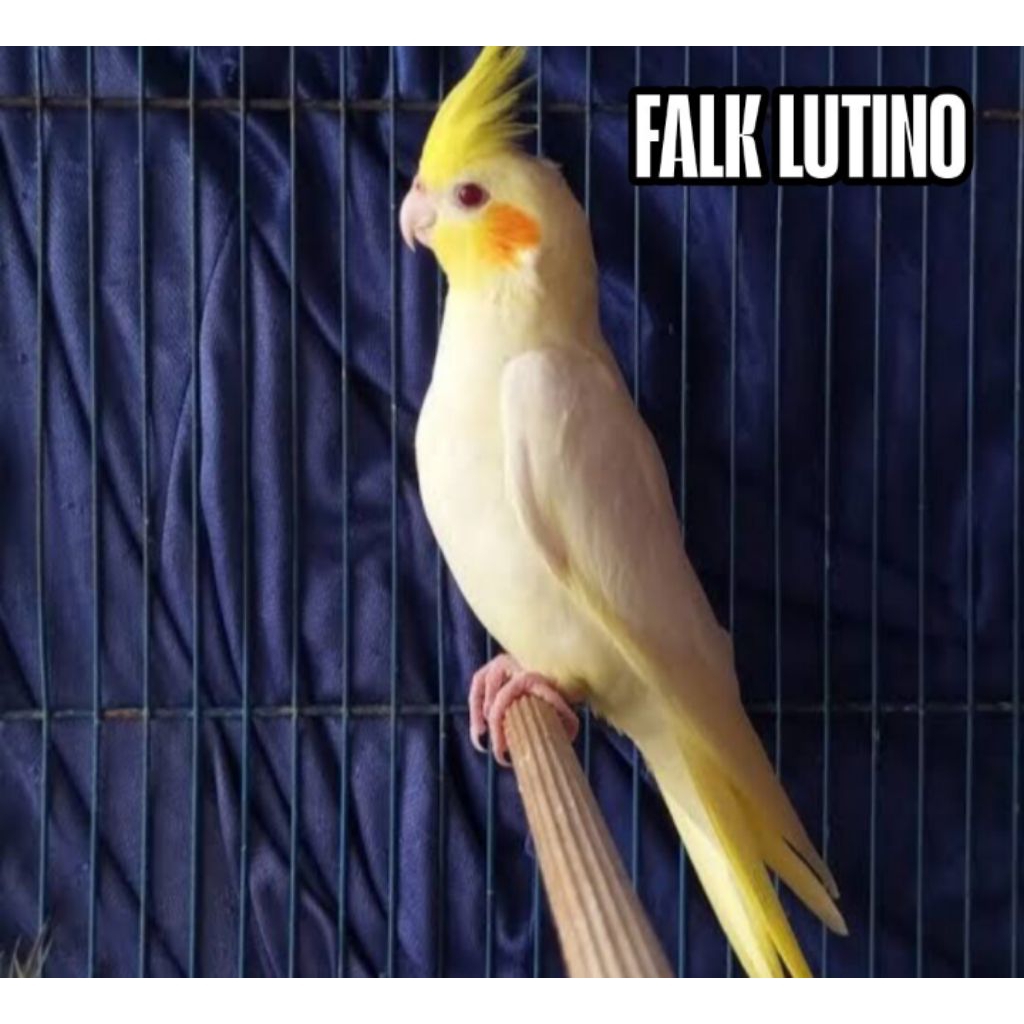 Jual Telur fertil siap tetas falk lutino 100% garansi menetas | Shopee ...