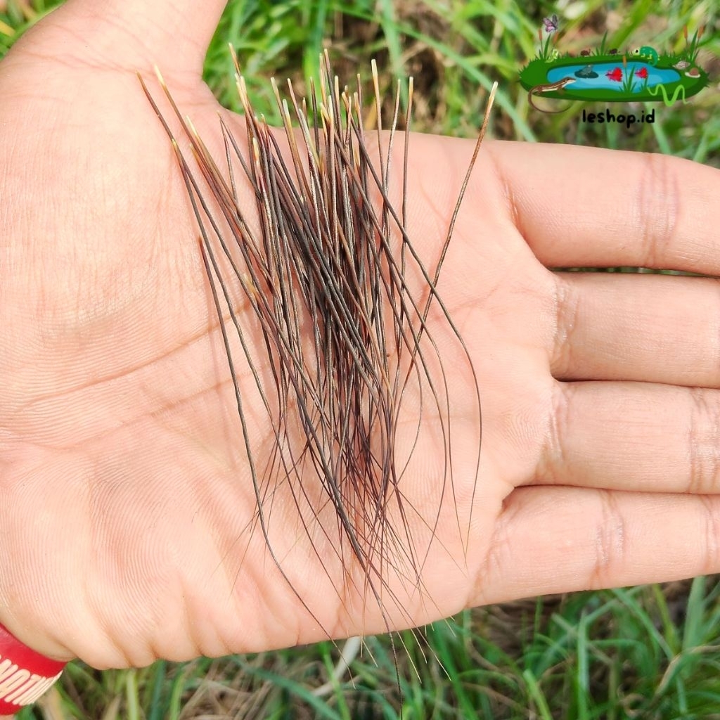 Jual rumput bujang rumput original asli isi 25 batang | Shopee Indonesia