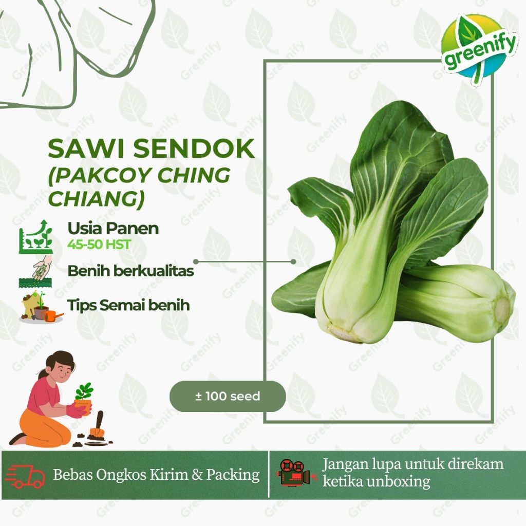 Jual 100 BIJI - BENIH SAWI SENDOK ( PAKCOY CHING CHIANG ) BERKUALITAS ...