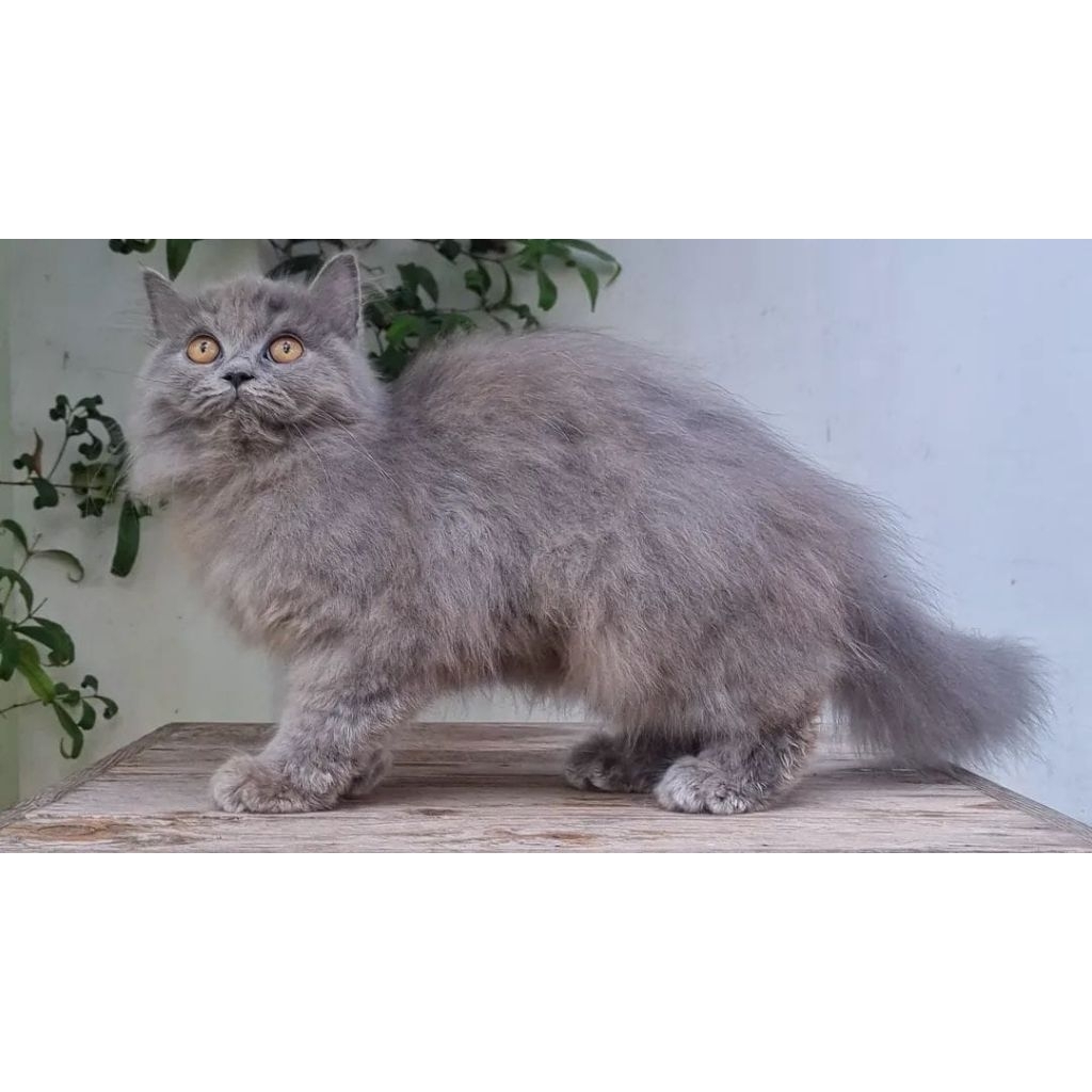 Jual KUCING PERSIA MEDIUM BETINA 4 BULAN BLUE SOLID GEMOY | Shopee ...