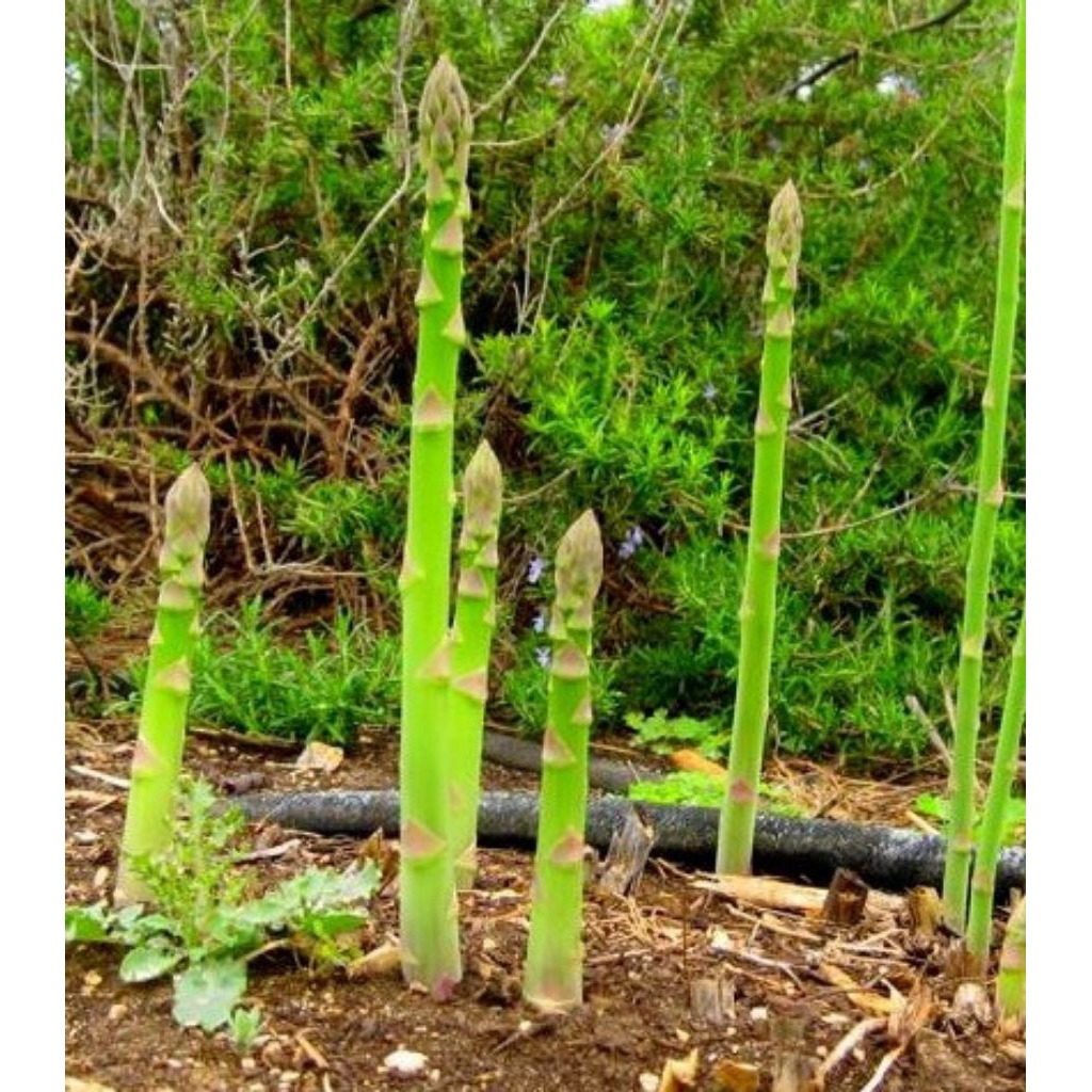 Jual BENIH BIJI ASPARAGUS MARY WASHINGTON ( ISI 15 BUTIR) | Shopee ...
