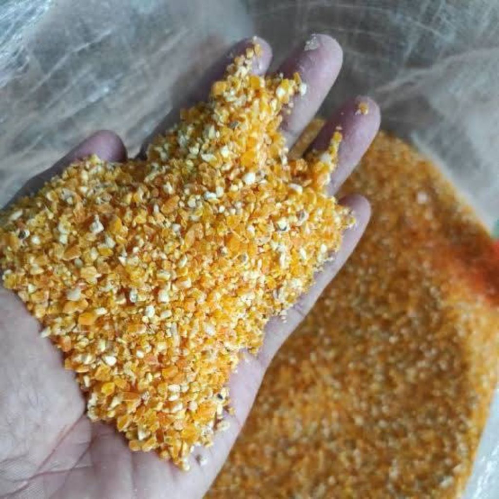 Jual pakan hewan Jagung giling khusus untuk pakan hewan terutama ayam ...