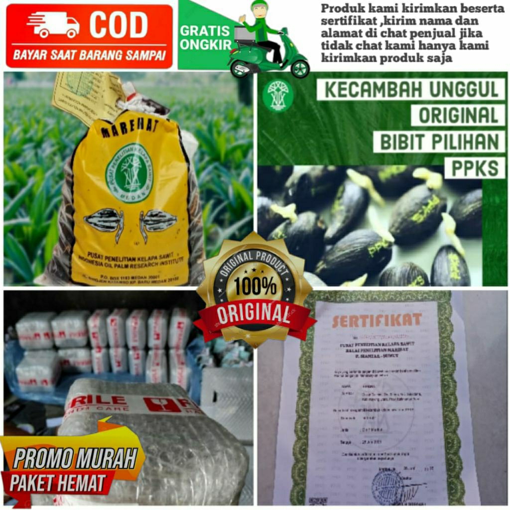 Jual biji bibit kelapa sawit MARIHAT unggul asli isi 250 butir ber ...