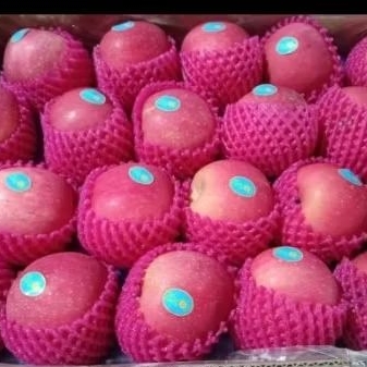 Jual Apel Fuji premium (500-600 gram) | Shopee Indonesia