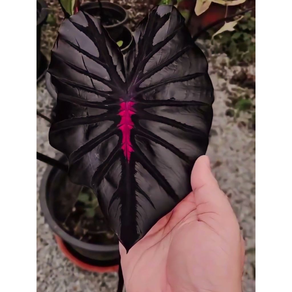 Jual Caladium Black Dragon -Tanaman Hias Keladi Black Dragon - Bunga ...