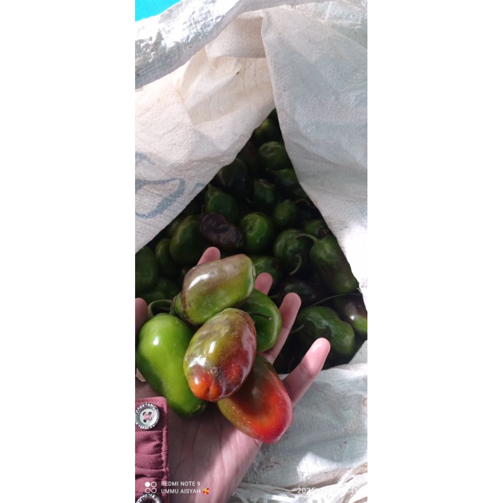 Jual cabe gendot khas dieng "kemasan 250gram" (¼kg) | Shopee Indonesia