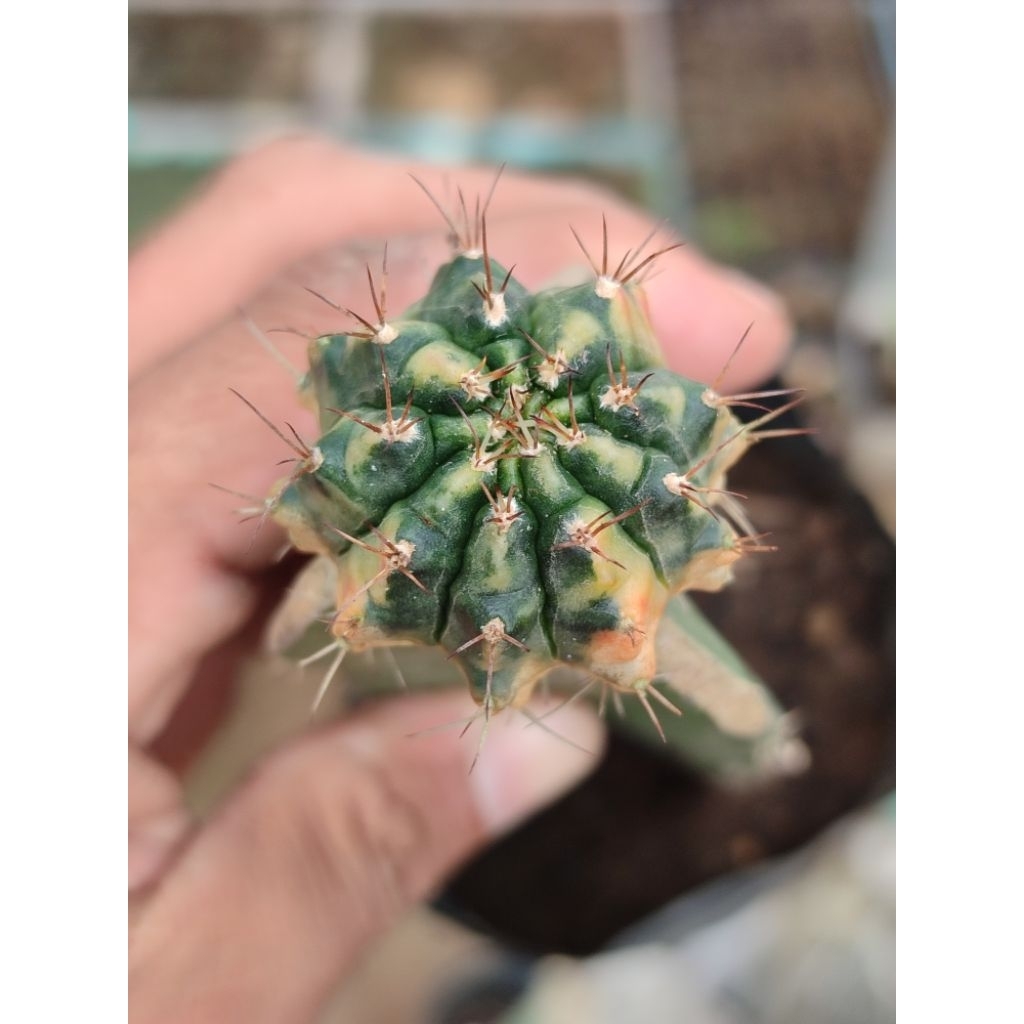 Jual pearl andaman selected graf triangel | Shopee Indonesia