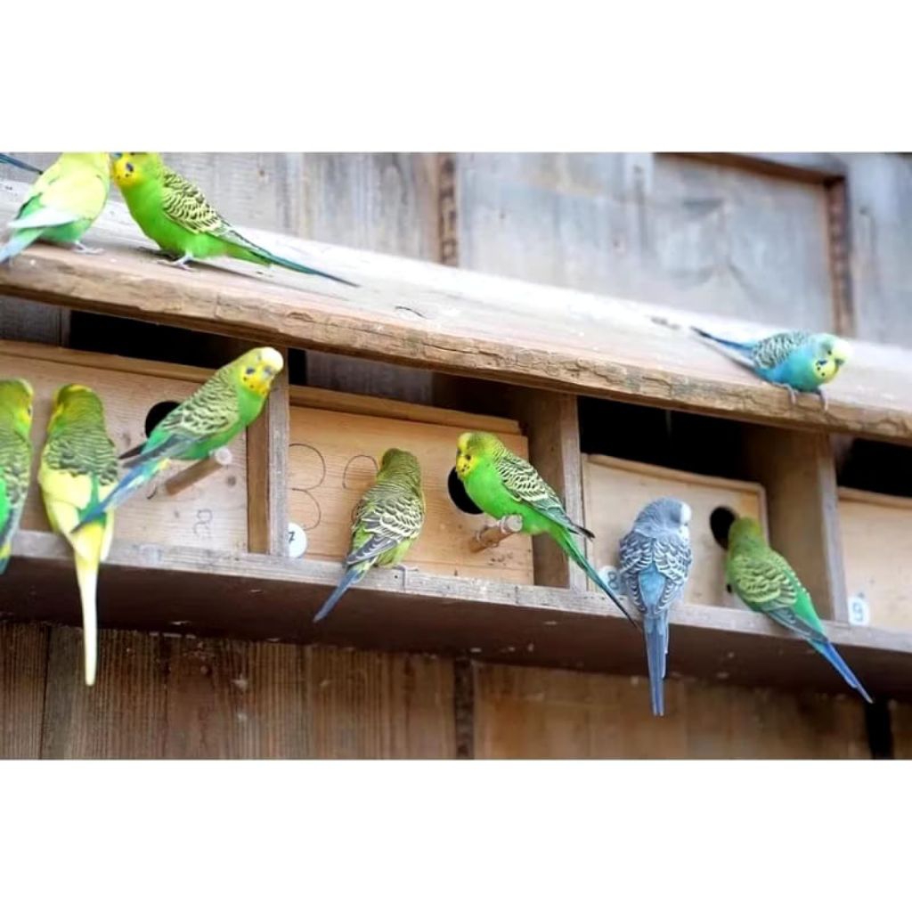 Jual Burung parkit Berbagai jenis warna tersedia | Shopee Indonesia