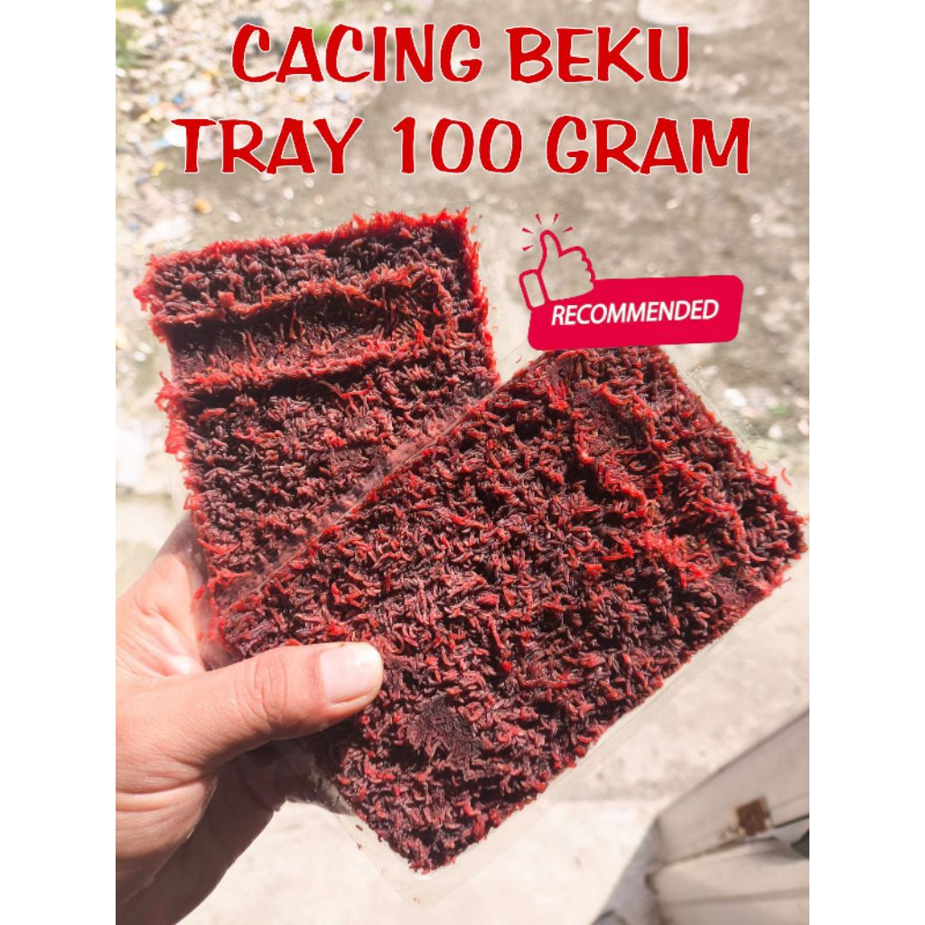 Jual CACING BEKU KEMASAN TRAY / CACING BEKU PREMIUM TANPA CAMPUR AIR ...