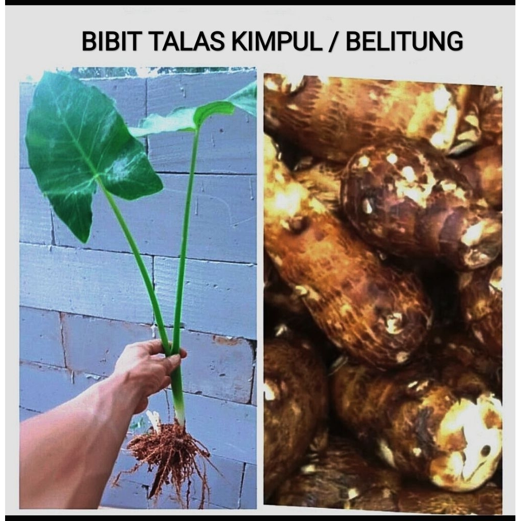 Jual Bibit talas kimpul - talas Belitung /Pohon | Shopee Indonesia