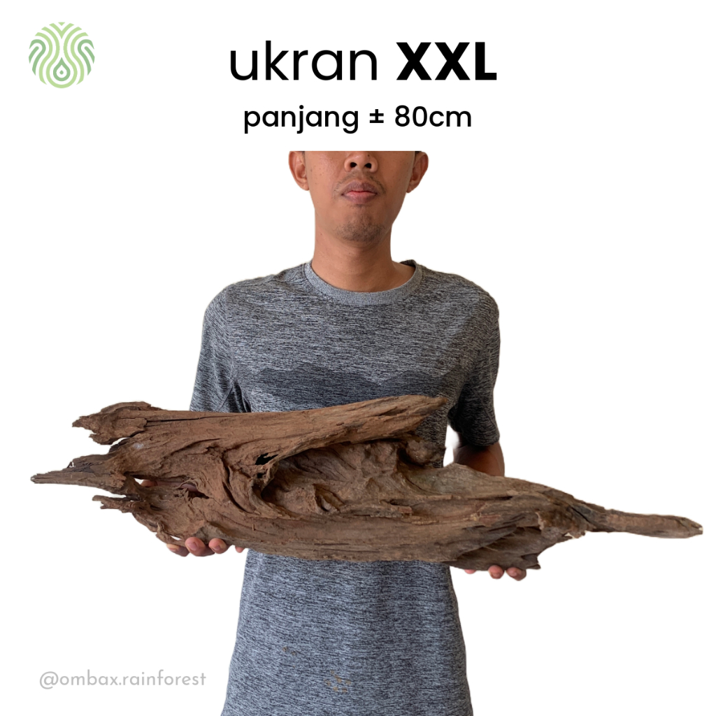 Jual Kayu sono rentek XXL / Driftwood - Aquascape, Vivarium ...