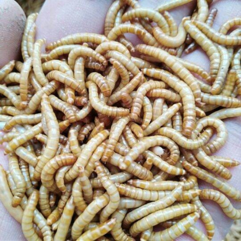 Jual ulat jerman untuk mancing ikan dan untuk pakan burung per 100gram ...