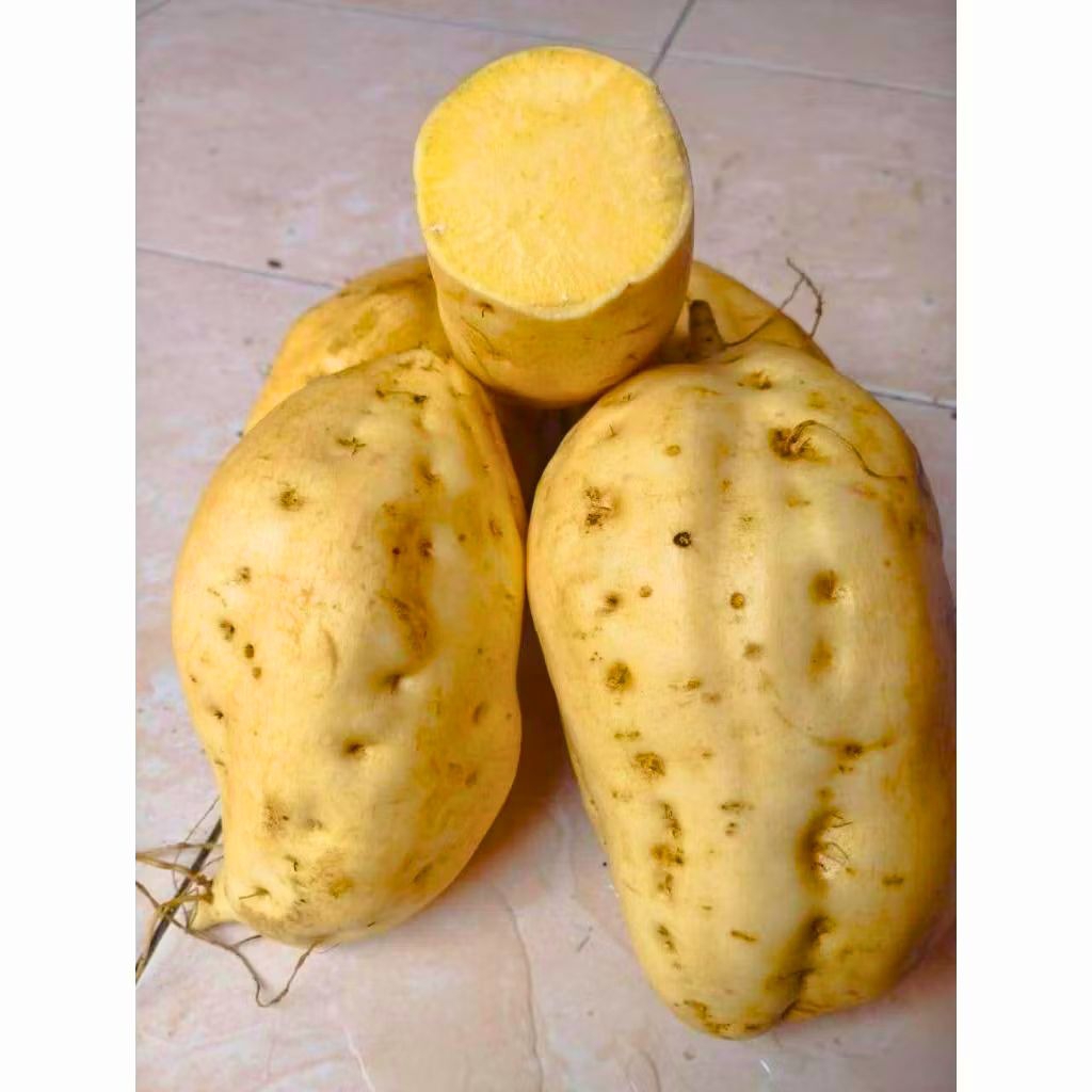 Jual UBI JALAR PUTIH MANIS TERMURAH 2 KG | Shopee Indonesia