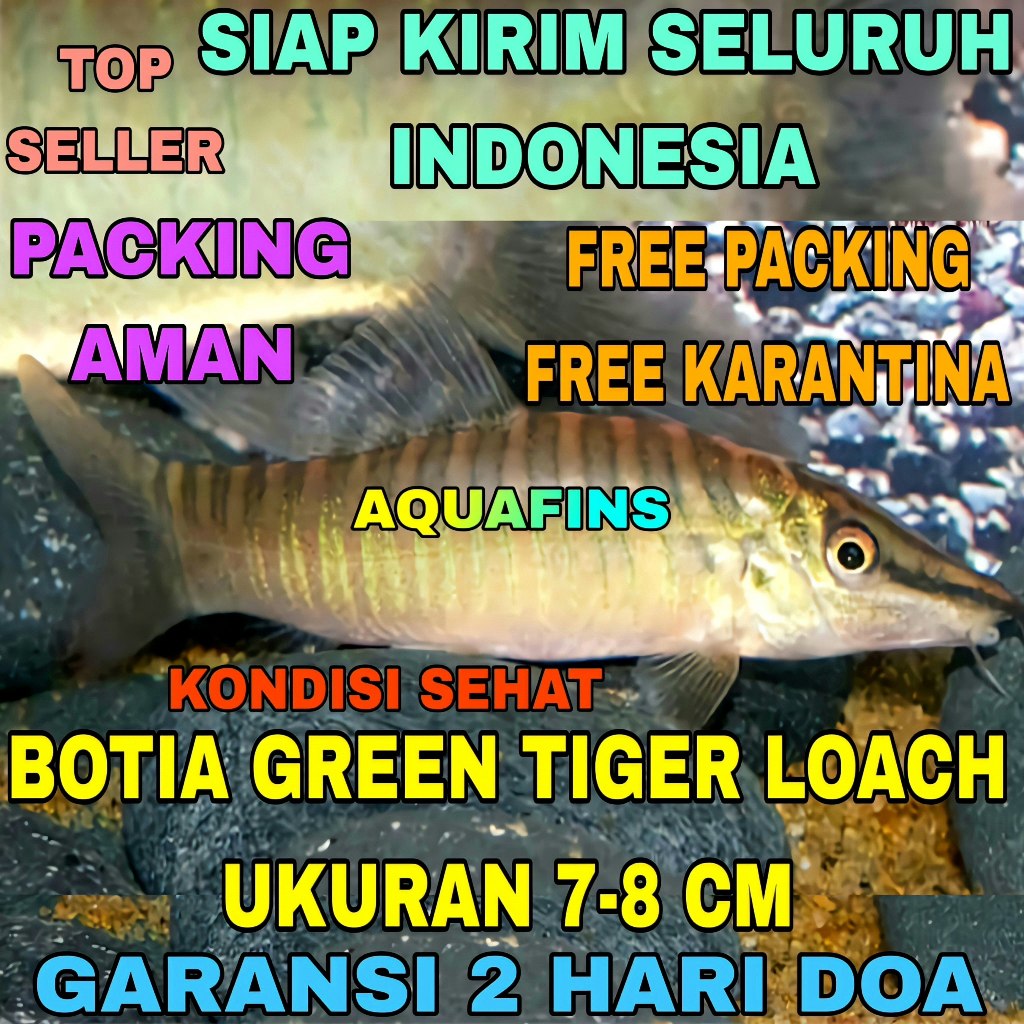 Jual HIASAN BOTIA GREEN TIGER LOACH SYNCROSSUS HYMENOPHYSA UKURAN 7-8 CM | Shopee Indonesia