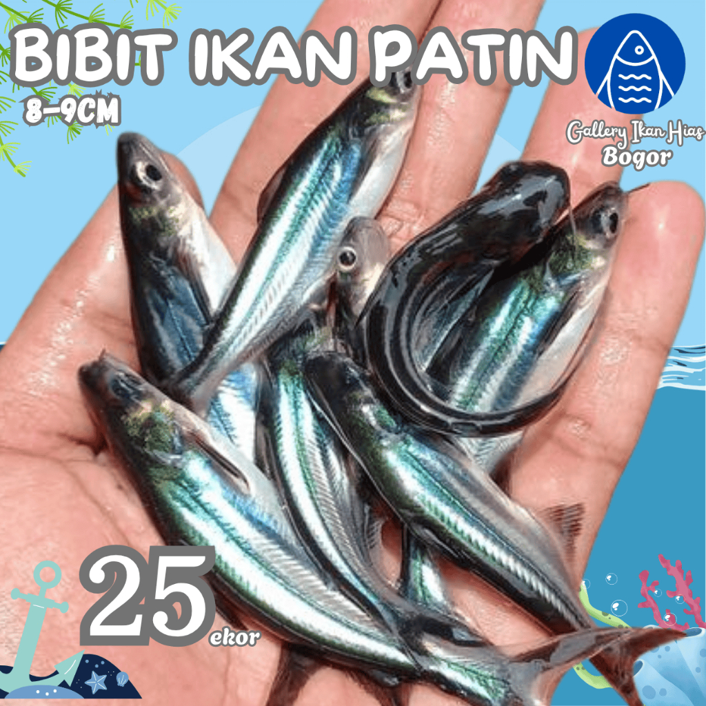 Jual GIH - Paket 25 ekor Bibit Ikan Patin ukuran 8-9cm Terdekat Bogor ...