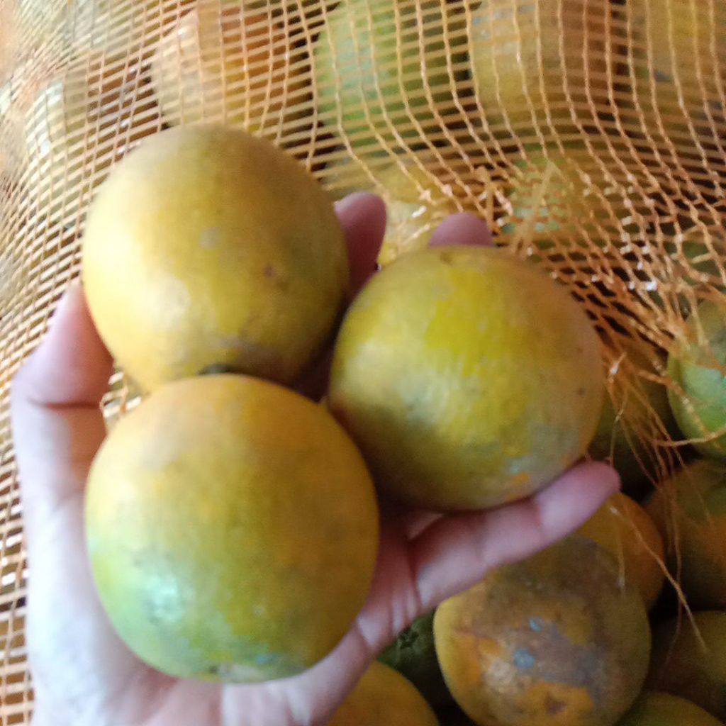 Jual Jeruk Baby Java Malang Kuning Fresh size KECIL 1Kg | Shopee Indonesia