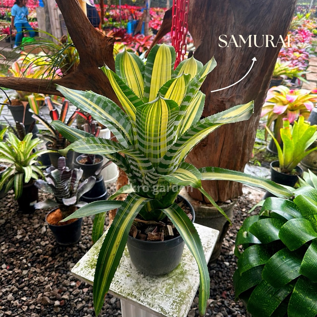 Jual Tanaman Hias Bromelia Samurai Jumbo | Outdoor | Koleksi Premium ...